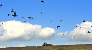 Grouse Shooting | Dalhousie Estates